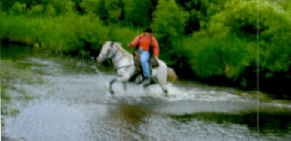 Pine River Riding Stable - Bring Your Group For A Fun Horseback Riding Adventure